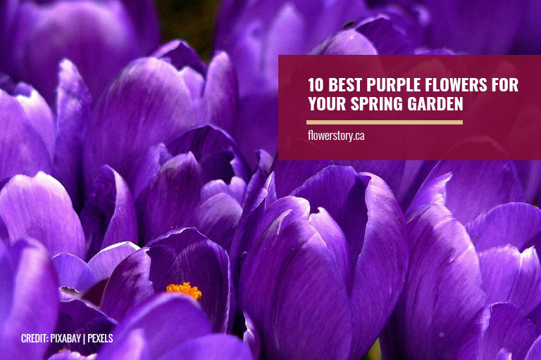 Types Of Purple Flowers Spring Flowers Purple Flowers 25 Gorgeous
